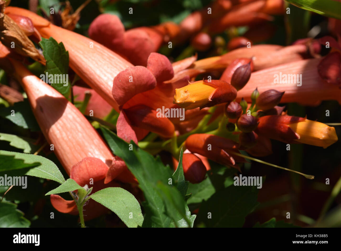 Common native creeper hi-res stock photography and images - Alamy