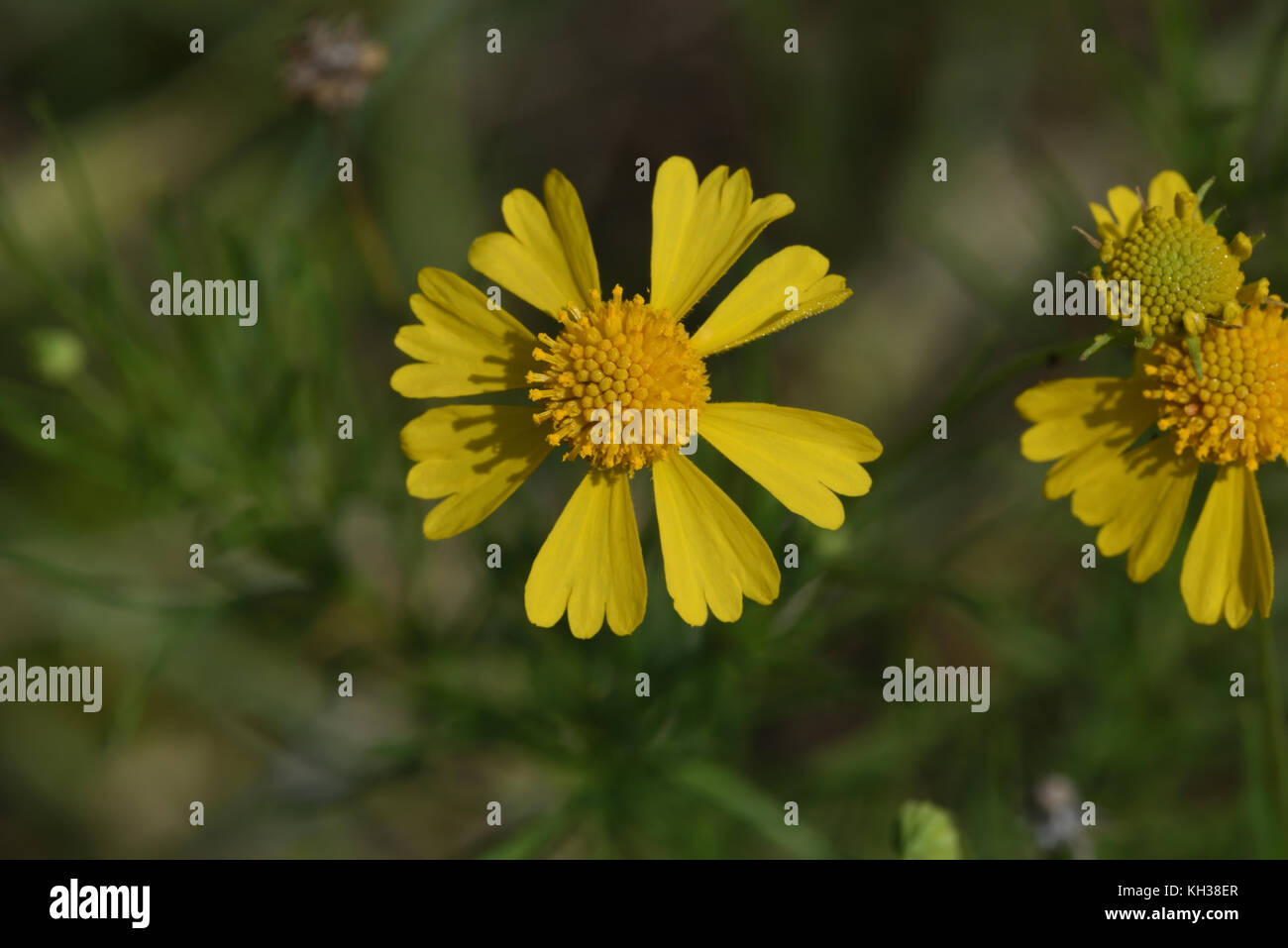 Bitterweed hi-res stock photography and images - Alamy