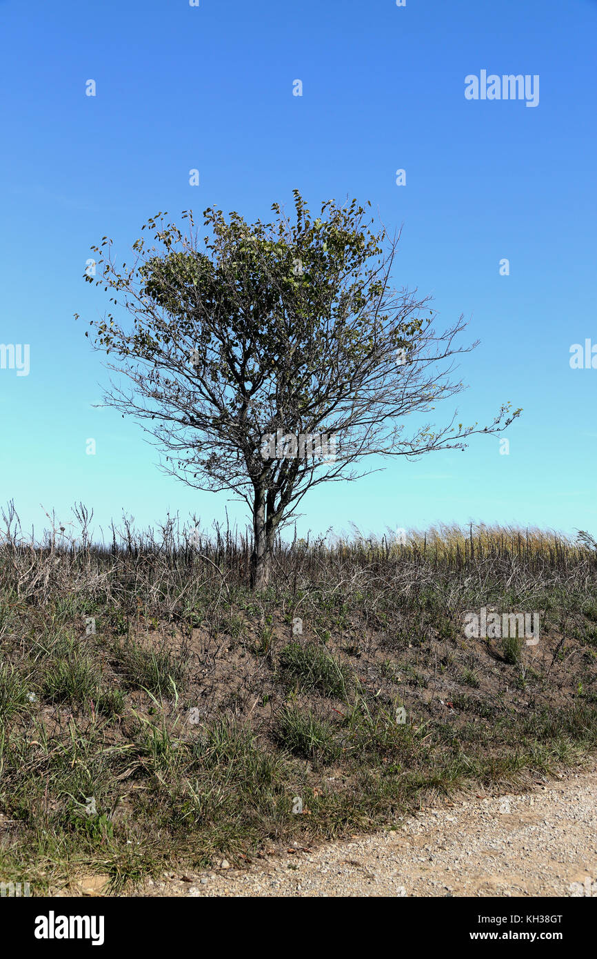 Tree trunk side angle hi-res stock photography and images - Alamy