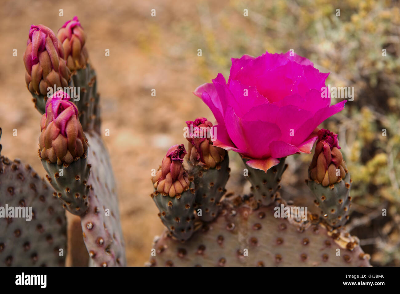 Valley of fire flowers hi-res stock photography and images - Alamy