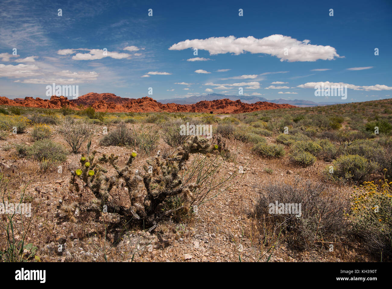 The crimson red mountain range of the Valley of Fire adds a contrasting ...