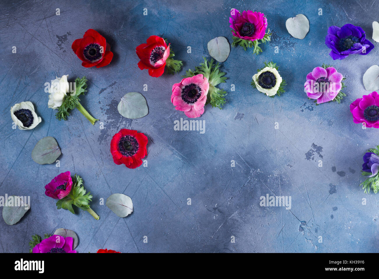 Fresh colorful Anemones flowers heads with green leaves, copy space on ...