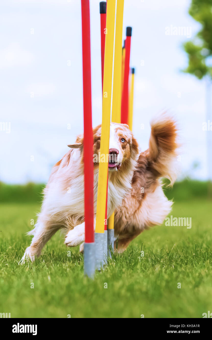 Slalom Course High Resolution Stock Photography and Images - Alamy