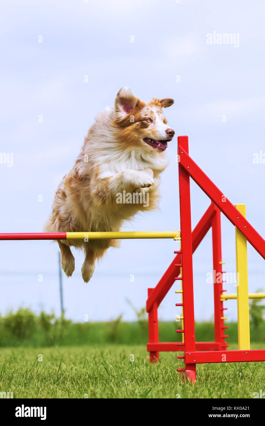 Australian Shepherd jumps over a hurdle of an agility field Stock Photo ...