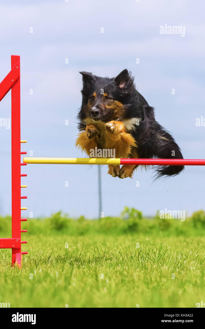 Australian Shepherd jumps over a hurdle of an agility field Stock Photo ...