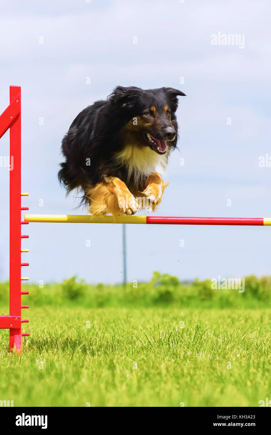 Australian Shepherd jumps over a hurdle of an agility field Stock Photo ...