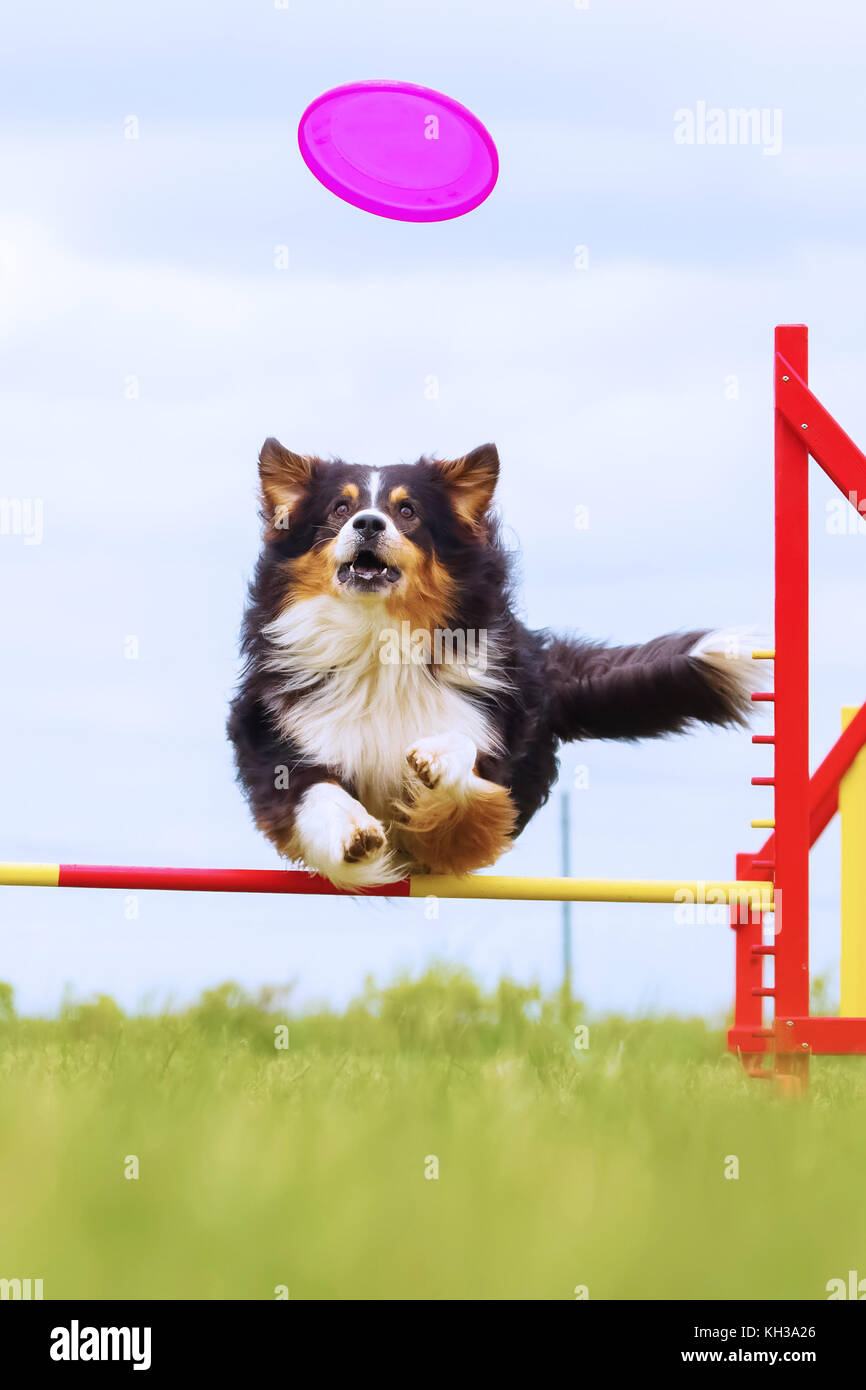Australian Shepherd jumps over a hurdle of an agility field Stock Photo ...