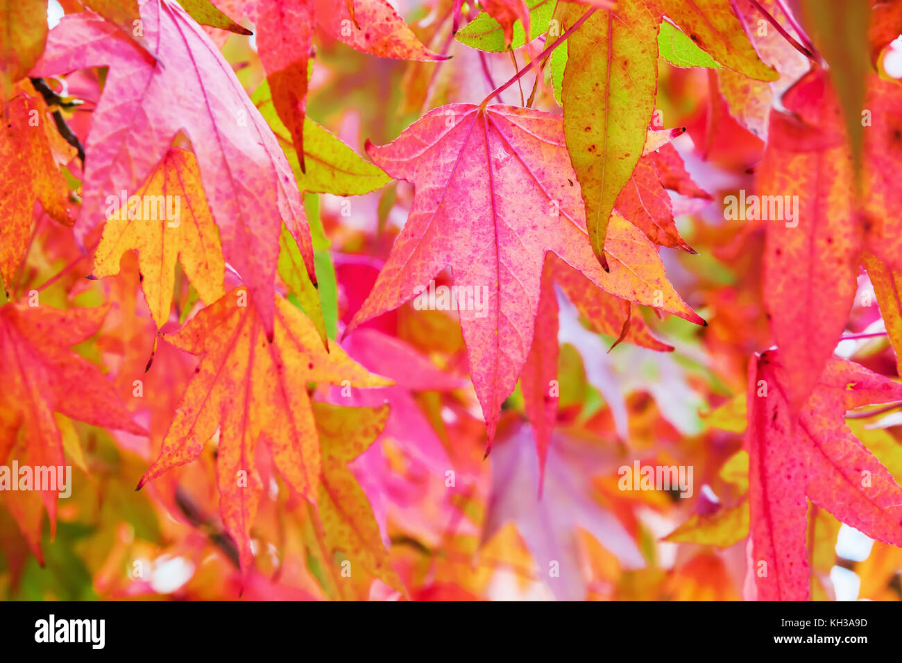 autumnal red colored leaves of a maple tree Stock Photo - Alamy