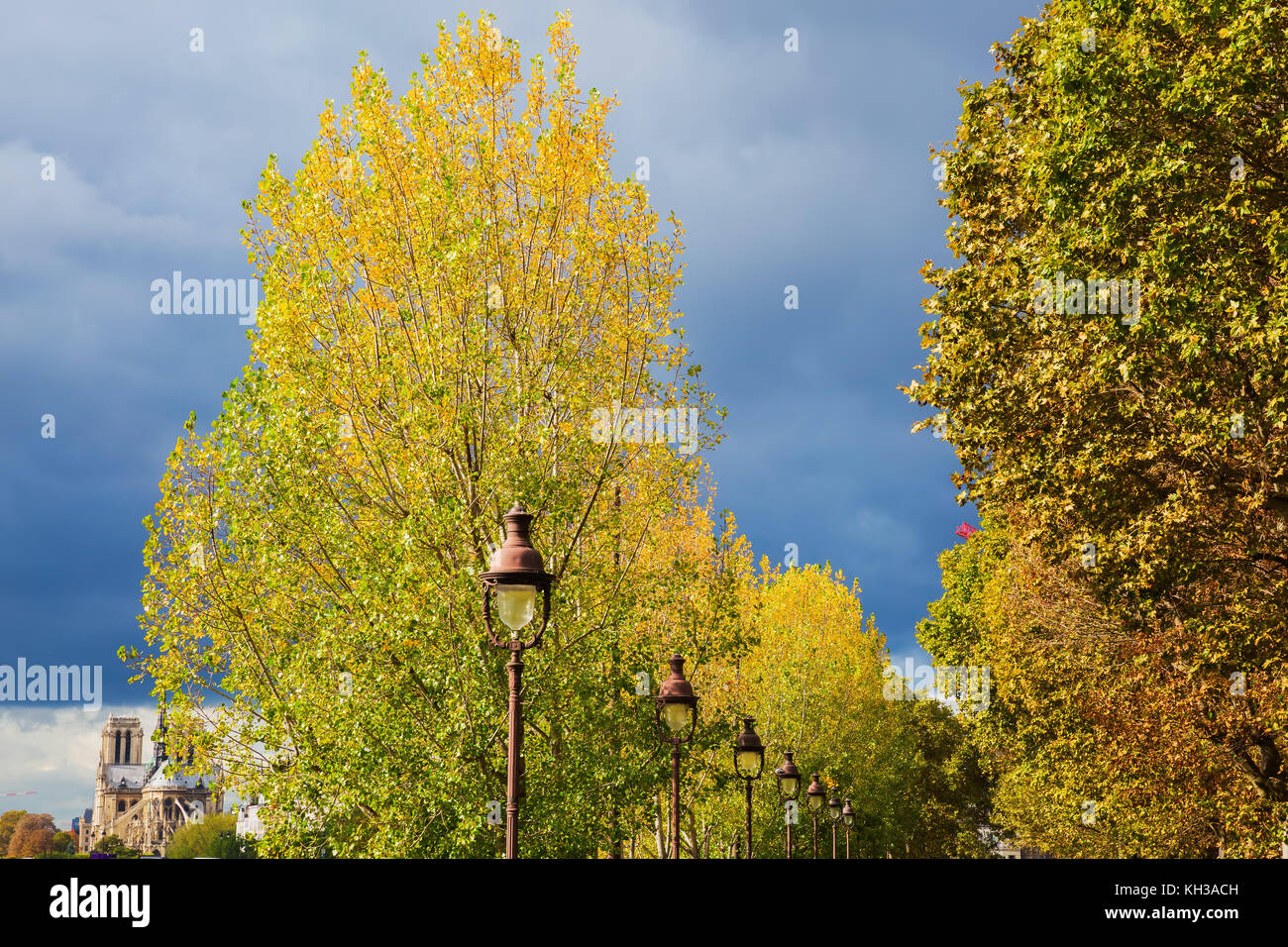 alley with poplar trees with view to the Notre Dame Cathedral in Paris ...