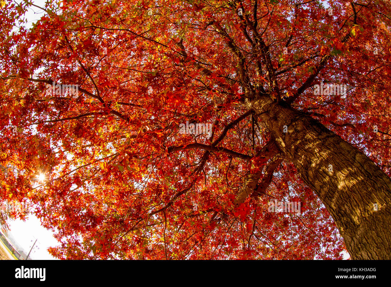 Autumn trees in Australia changing into beautiful orange, yellow and ...