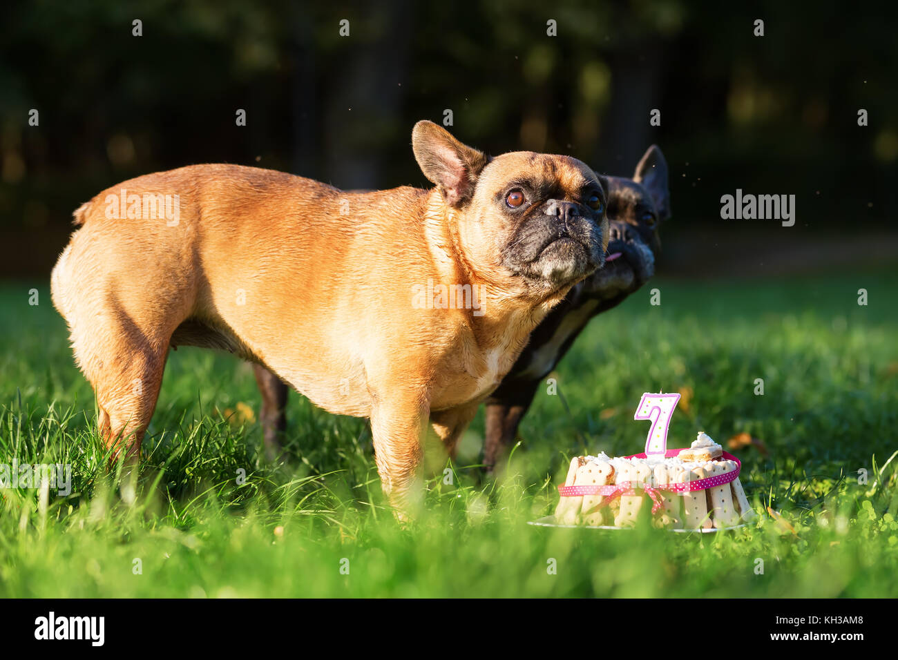 picture of a french bulldog eating from a birthday cake Stock Photo - Alamy