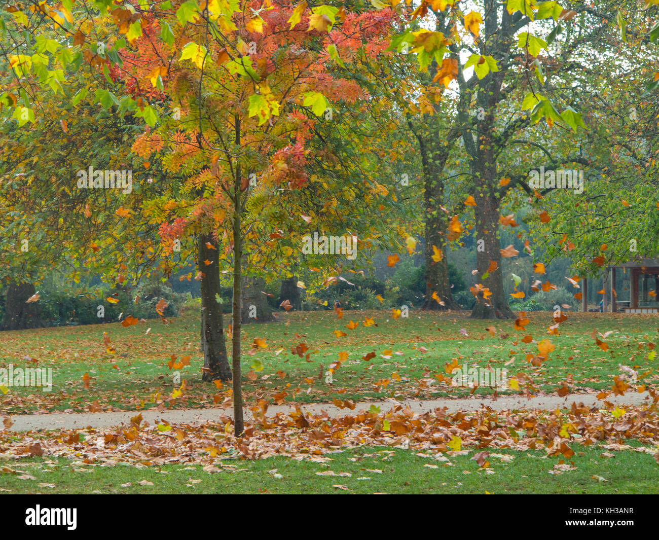 Wind Blowing Leaves Night