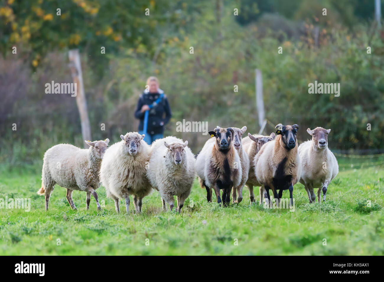 pack of sheep with a blurry herding woman in the background Stock Photo ...
