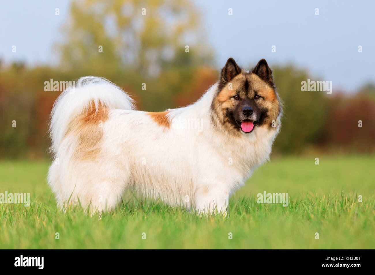 portrait of a cute Elo dog on a meadow Stock Photo - Alamy