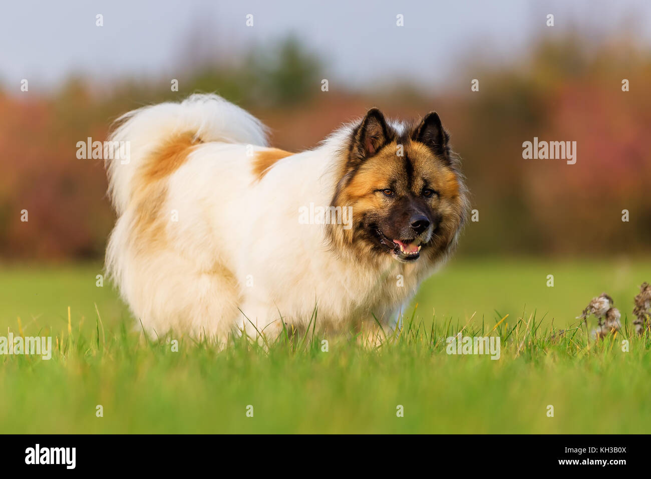 portrait of a cute Elo dog on a meadow Stock Photo - Alamy