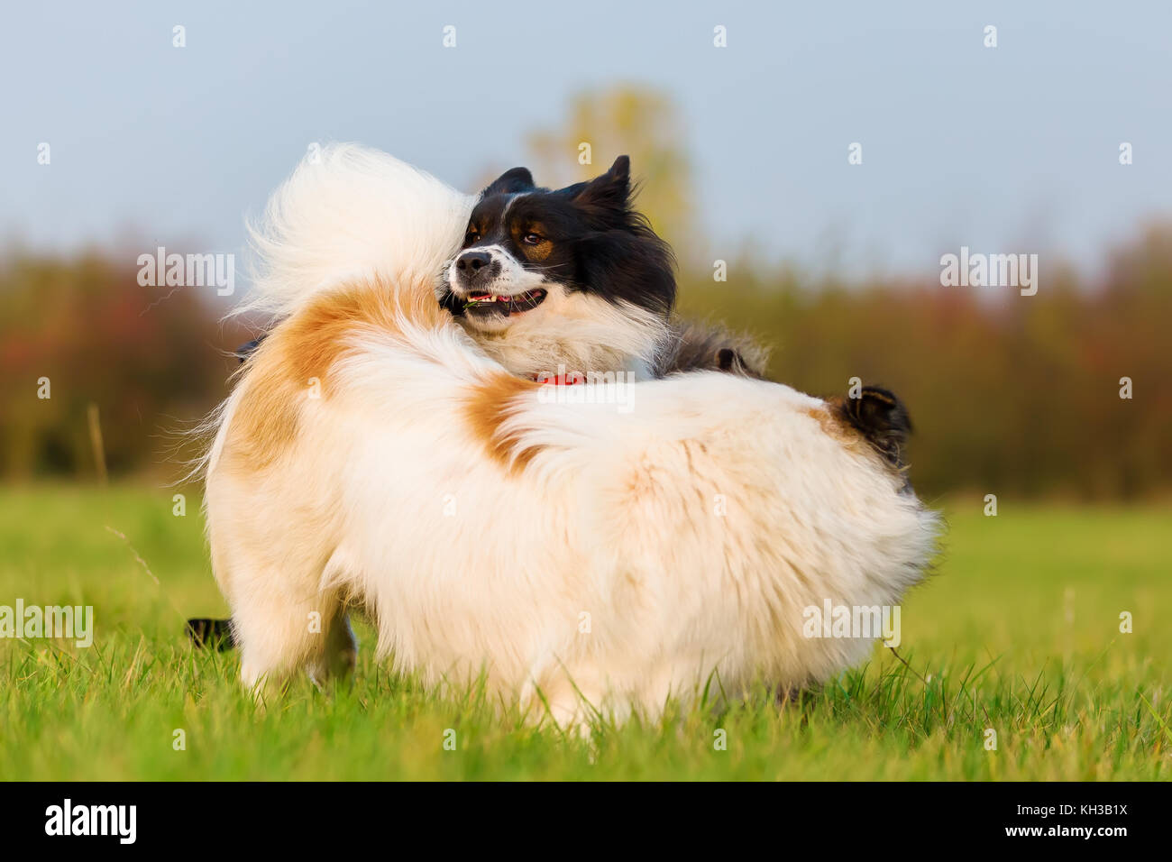 picture of two Elo dogs who play on the meadow Stock Photo - Alamy