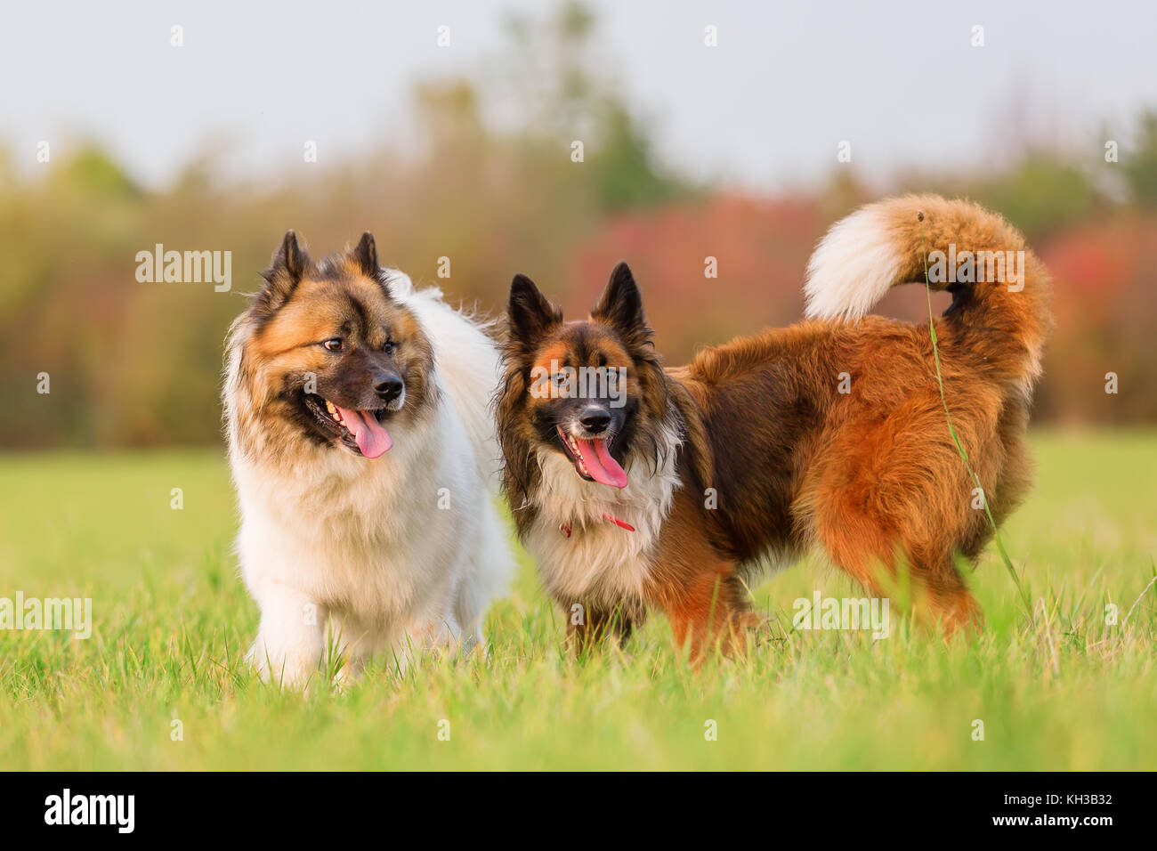 picture of two Elo dogs together outdoors Stock Photo - Alamy