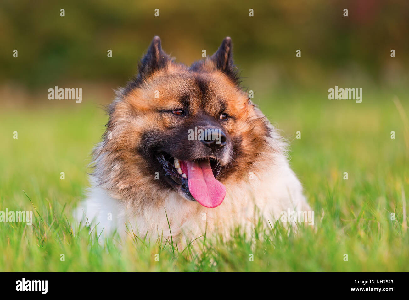 portrait of a cute Elo dog on a meadow Stock Photo - Alamy