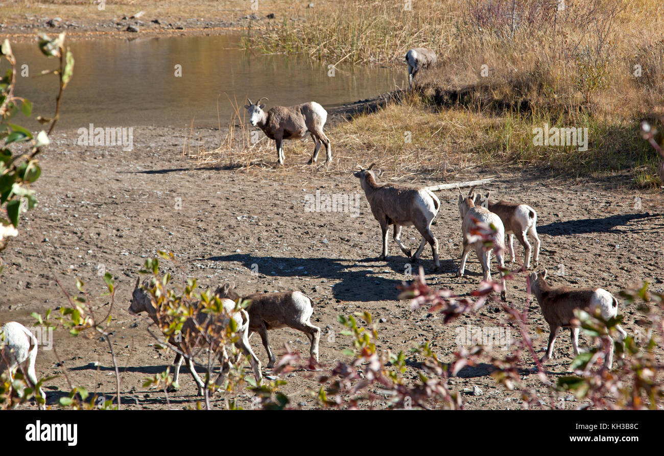 a herd of sheep wander together by a lakeside Stock Photo - Alamy