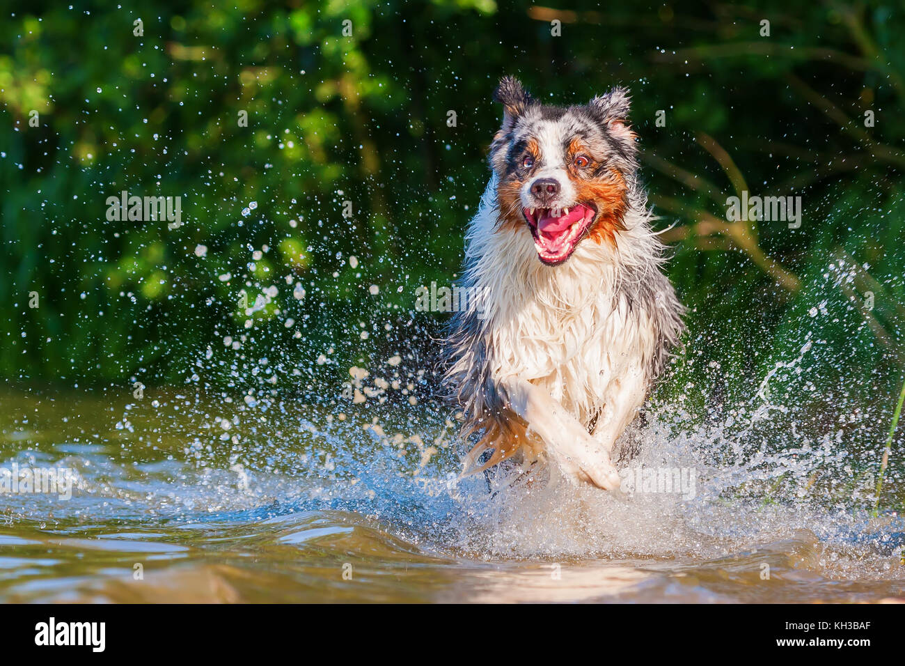 Australian Shepherd dog runs through the water Stock Photo - Alamy