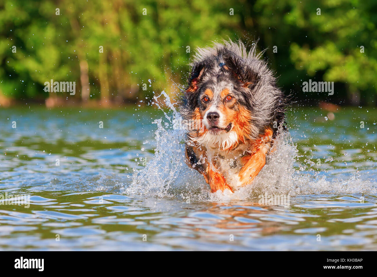 Australian Shepherd dog runs through the water Stock Photo - Alamy