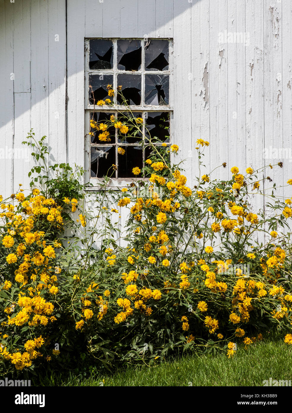 Broken glass window on a wooden garden shed with yellow flowers on an ...