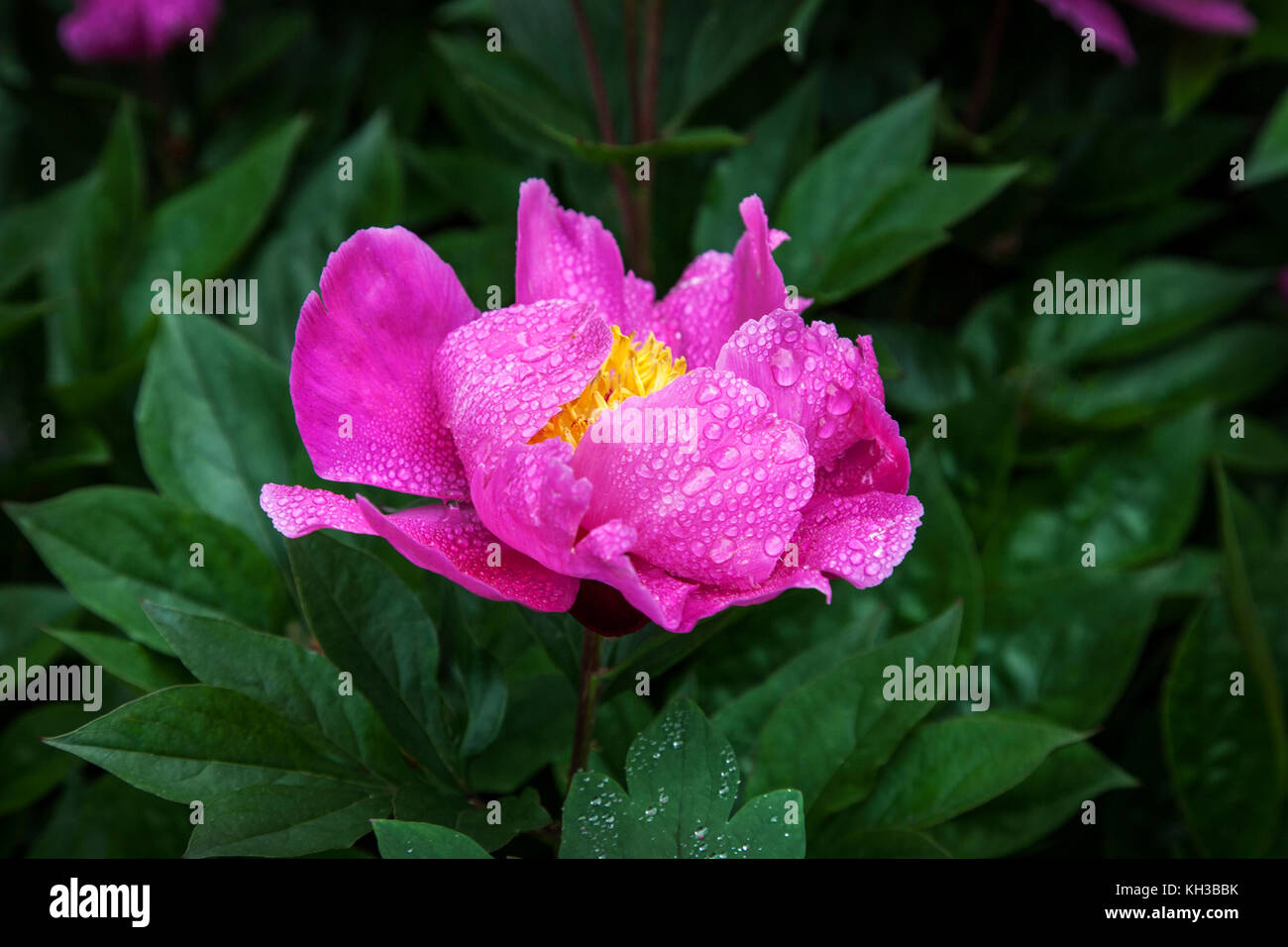 Rain drops on a pink peony flower, New Jersey, USA, rain in garden ...