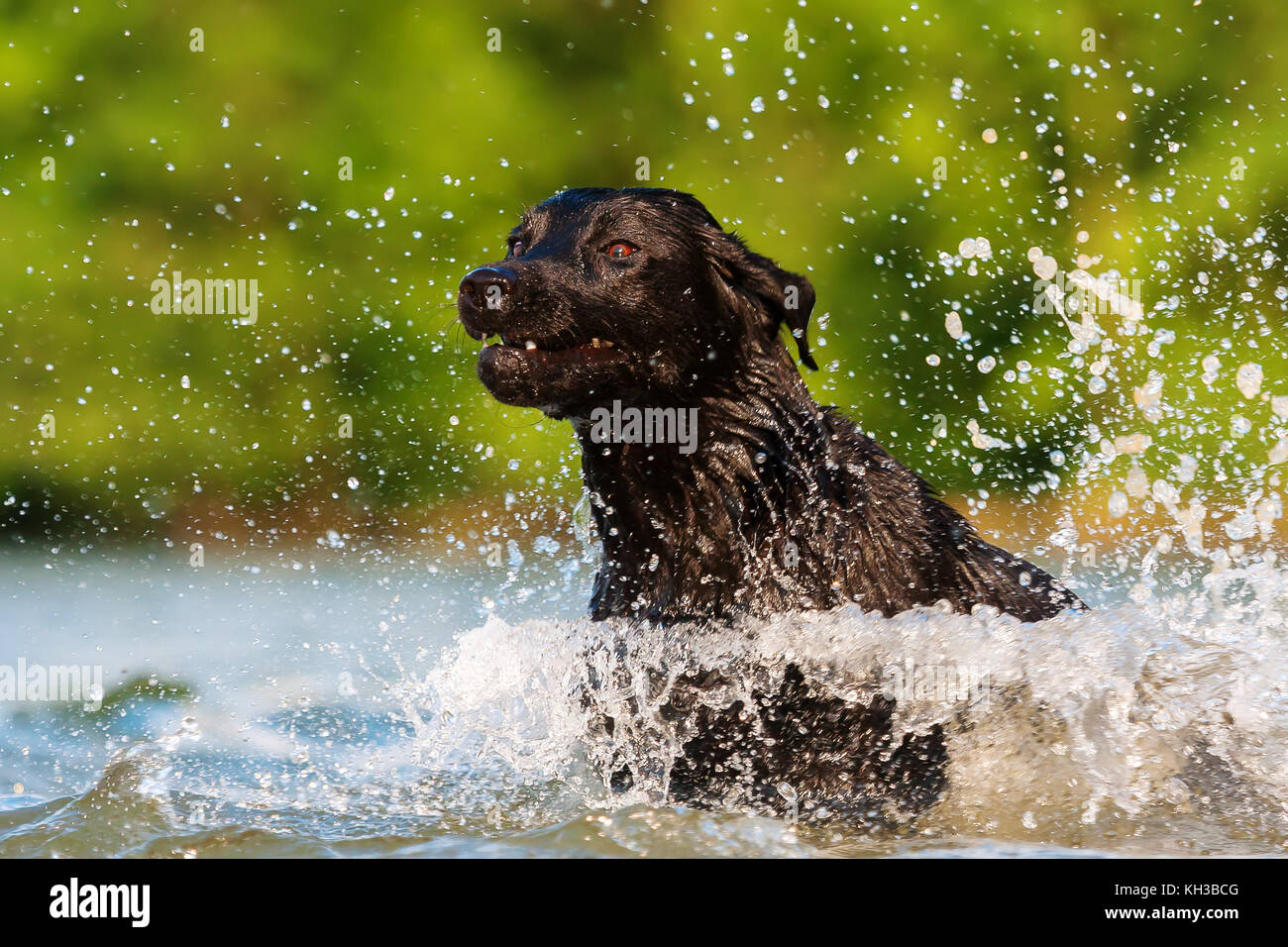 black labrador dog runs through the water Stock Photo - Alamy