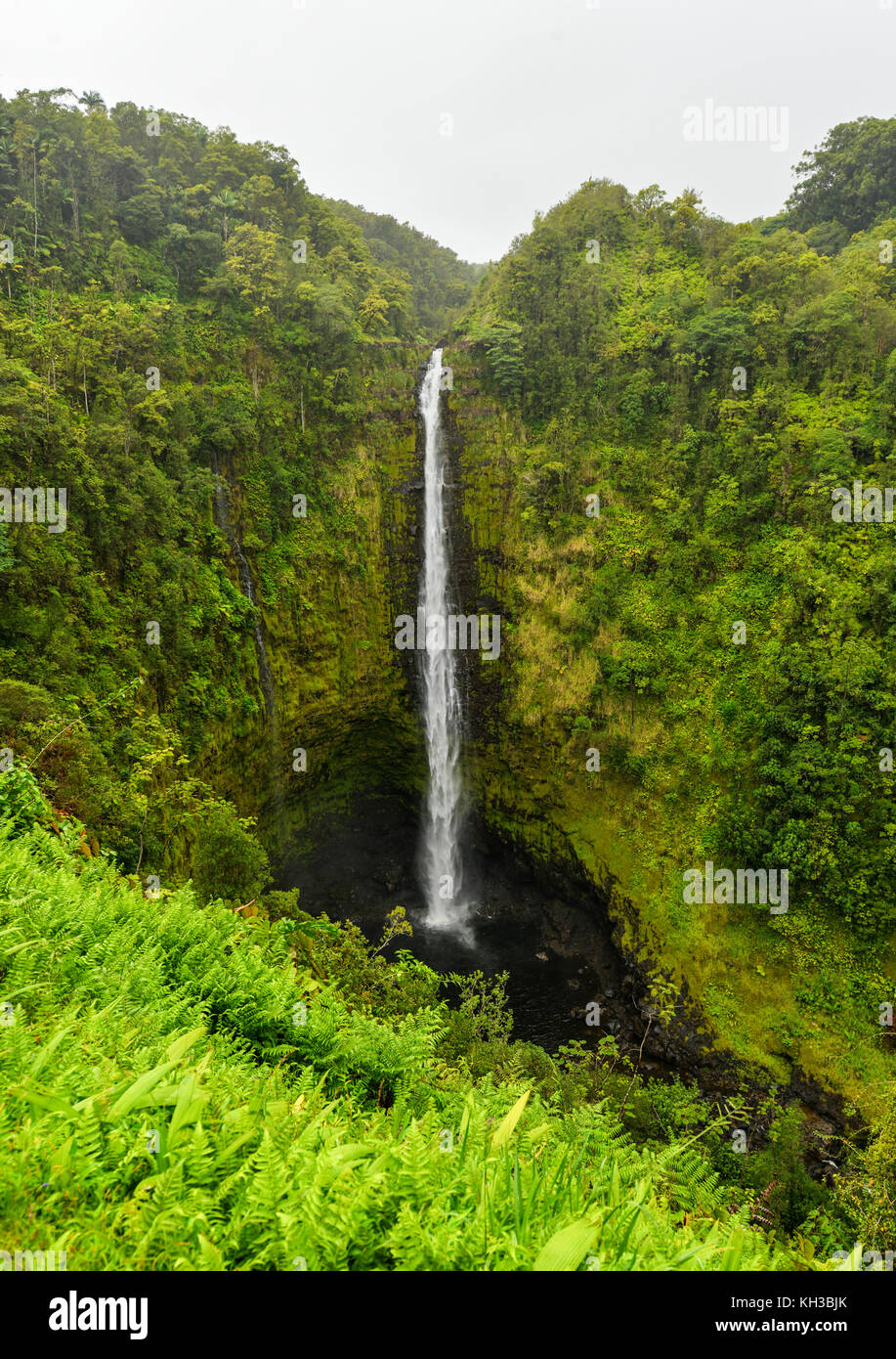 Akaka falls Hawaii, Big Island. Famous Hawaiian waterfall Stock Photo ...
