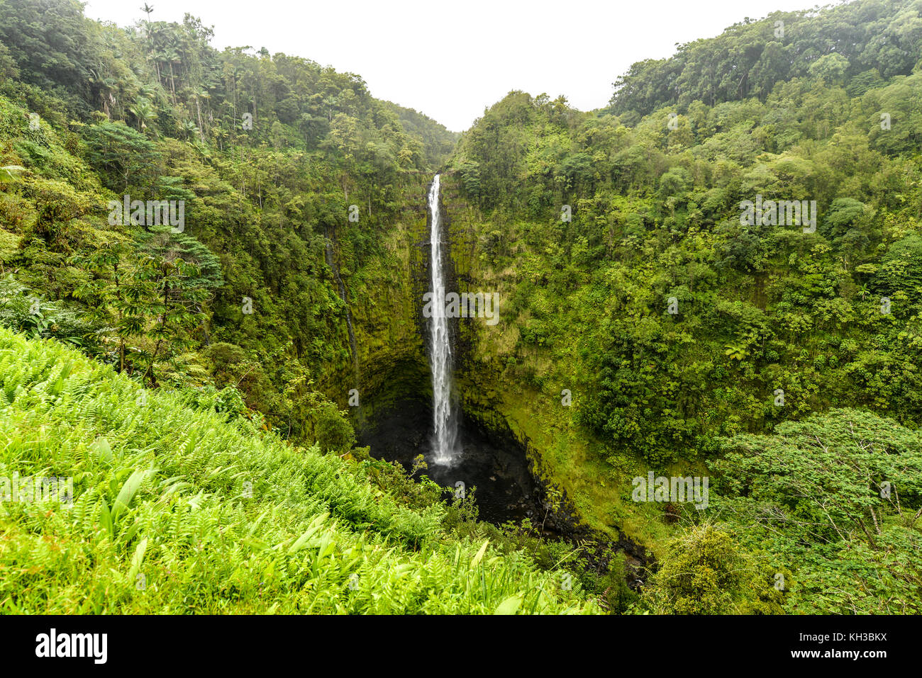 Akaka falls Hawaii, Big Island. Famous Hawaiian waterfall Stock Photo ...