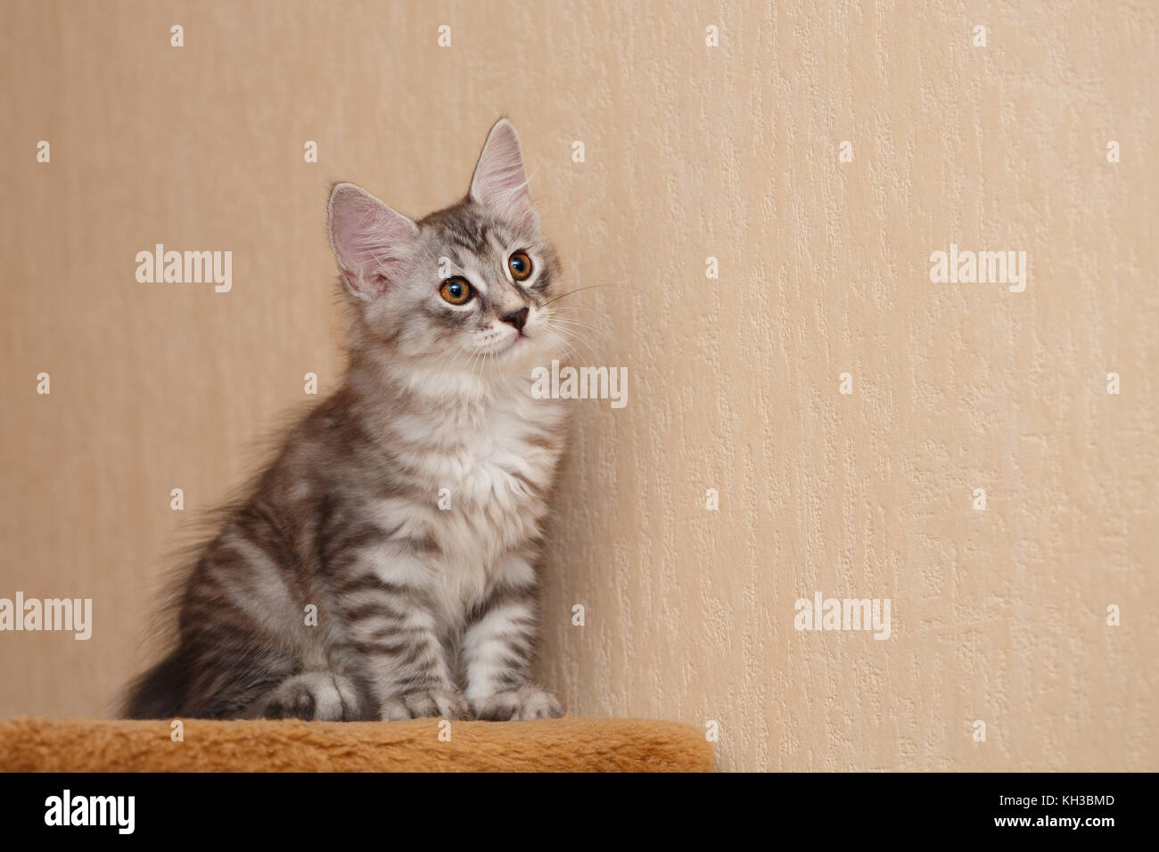 Cute little kitty Bobtail. Pets. Hypoallergenic cat breed. Portrait of ...