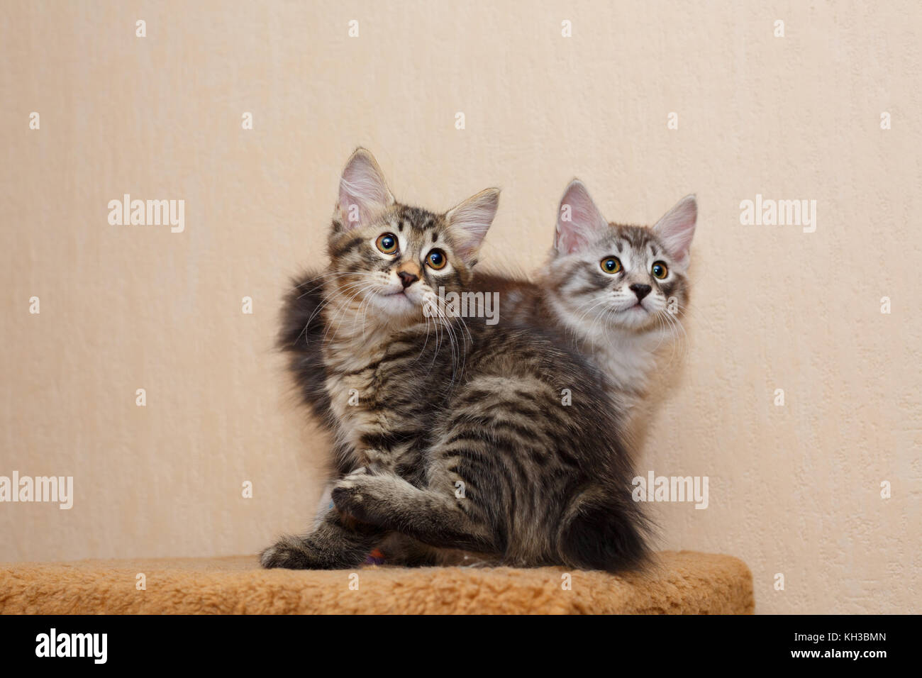 Two cute little kitten Bobtail. Pets. Hypoallergenic cat breed ...