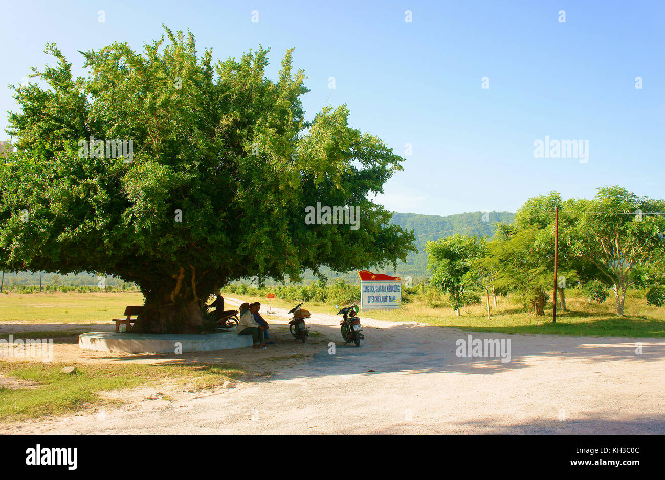 Shadow under tree hi-res stock photography and images - Alamy