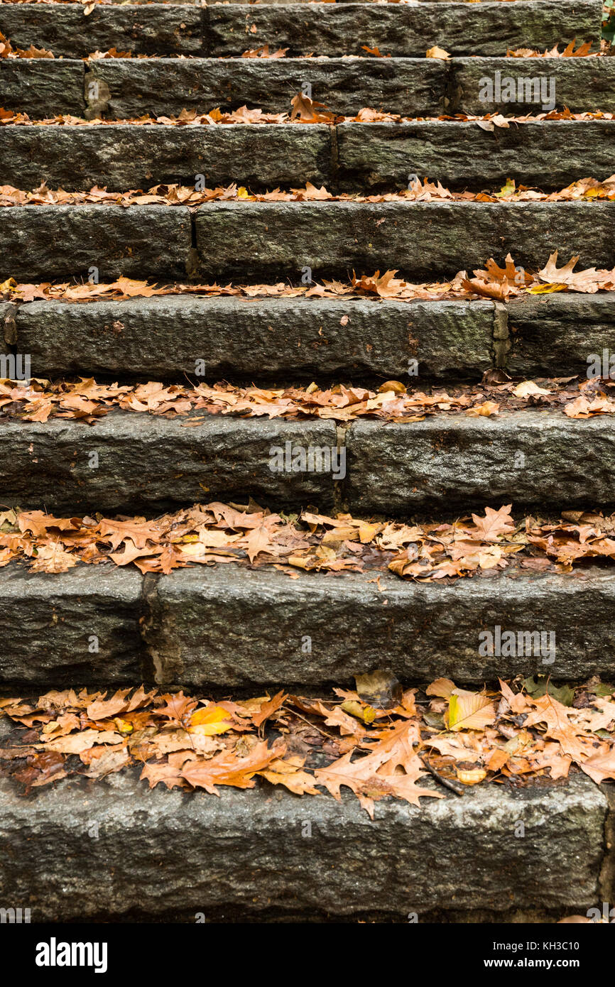 Steps covered fallen leaves in late autumn Stock Photo - Alamy