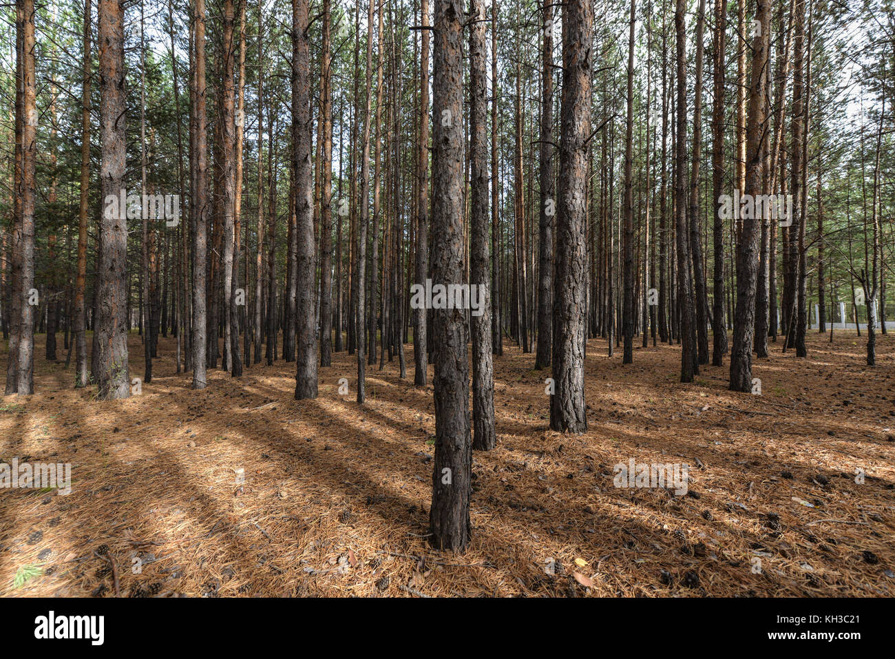 Siberian Pine Tree Forest at the beginning of Autumn. Ground scattered ...