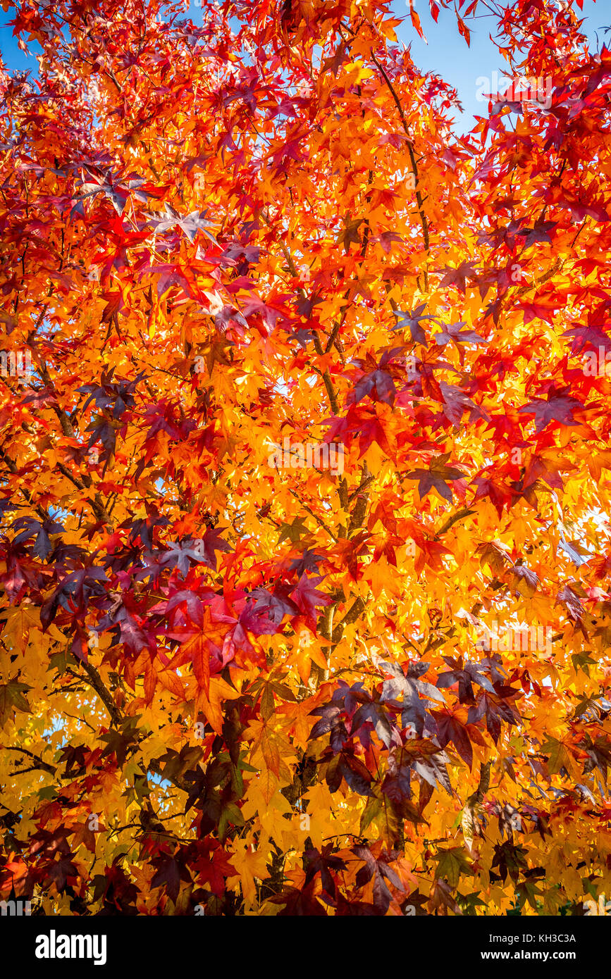 Autumn trees in Australia changing into beautiful orange, yellow and ...