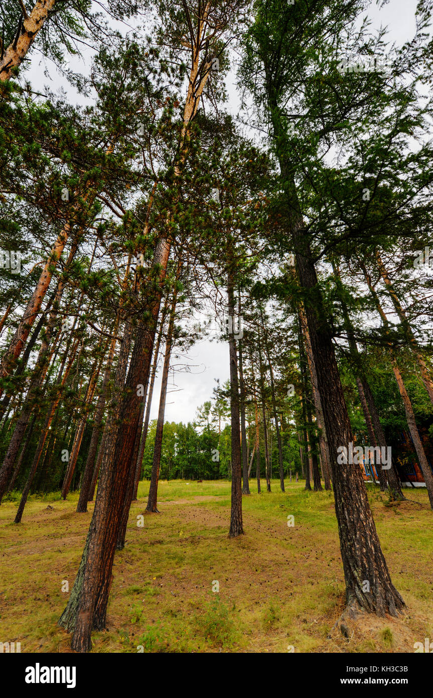 Trees of a Siberian Forest alongside Lake Baikal, Russia Stock Photo ...