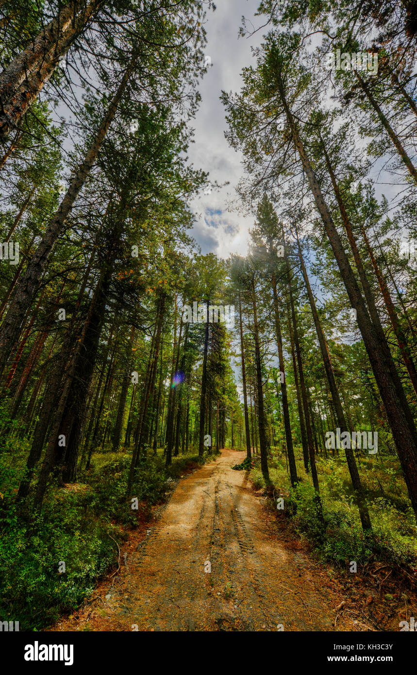 Trees of a Siberian Forest alongside Lake Baikal, Russia Stock Photo ...