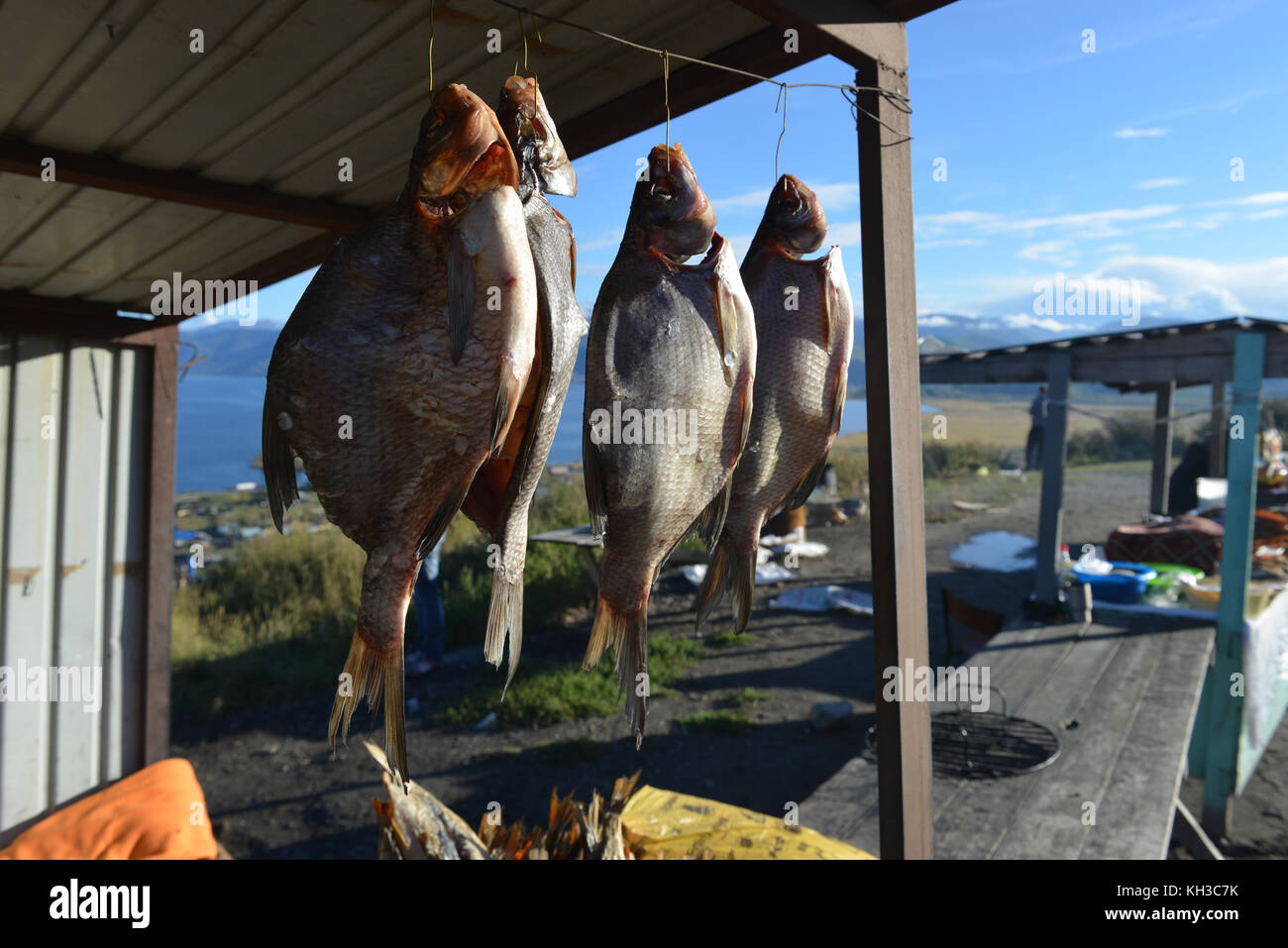 Smoked Omul Fish for Sale along Lake Baikal, Russia Stock Photo - Alamy