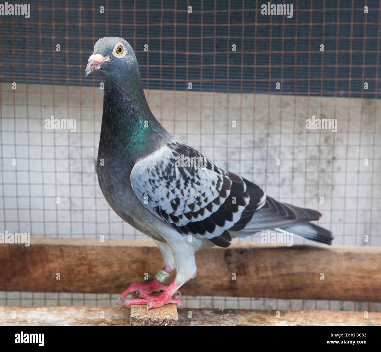 full body of homing speed racing pigeon bird in home loft Stock Photo ...