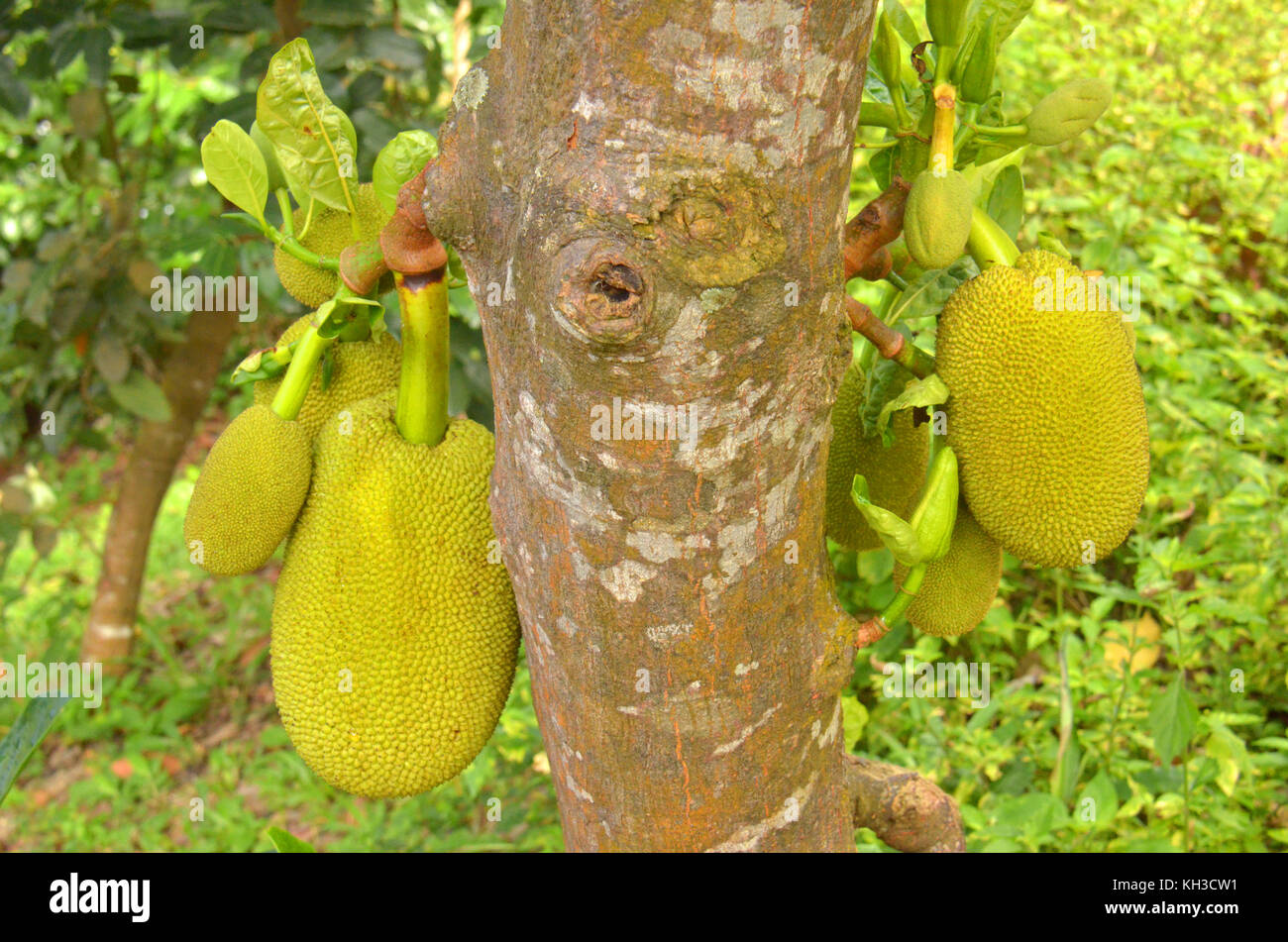 A large, rather smelly fruit growing on this tree here in the ...
