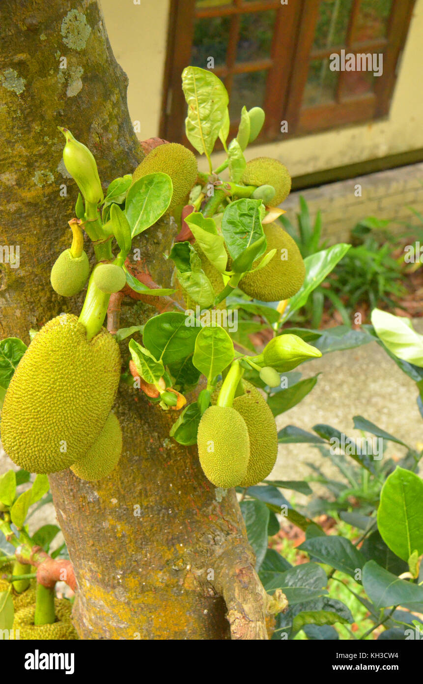 A large, rather smelly fruit growing on this tree here in the ...
