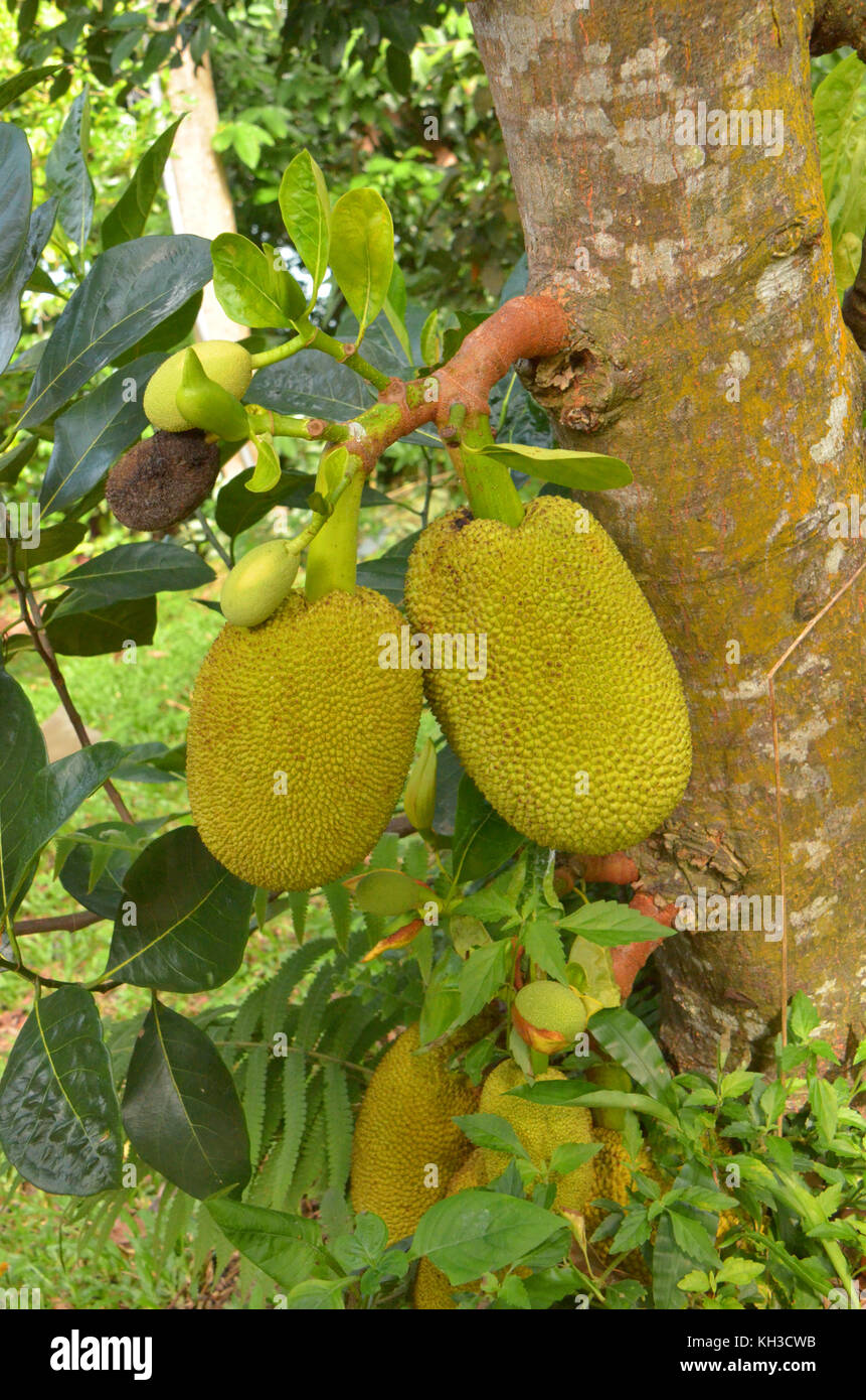 A large, rather smelly fruit growing on this tree here in the ...
