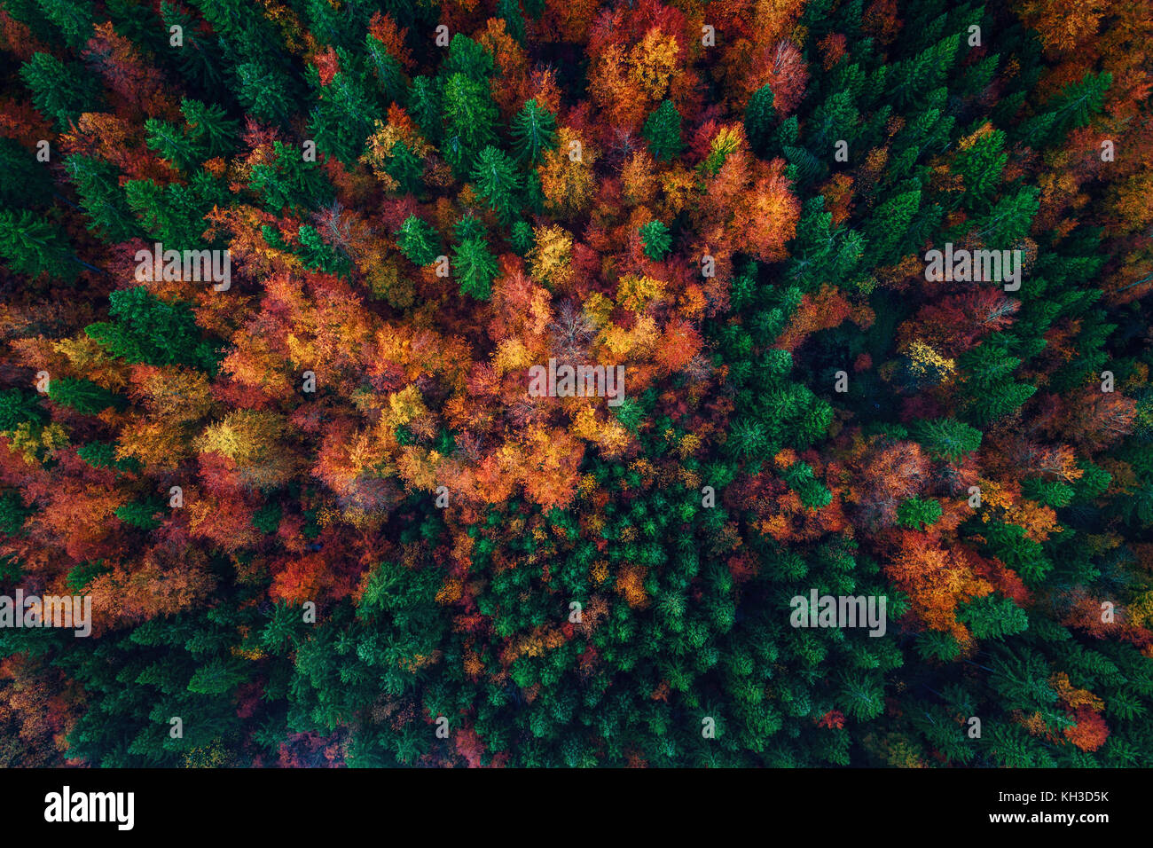 Redwood forest aerial hi-res stock photography and images - Alamy