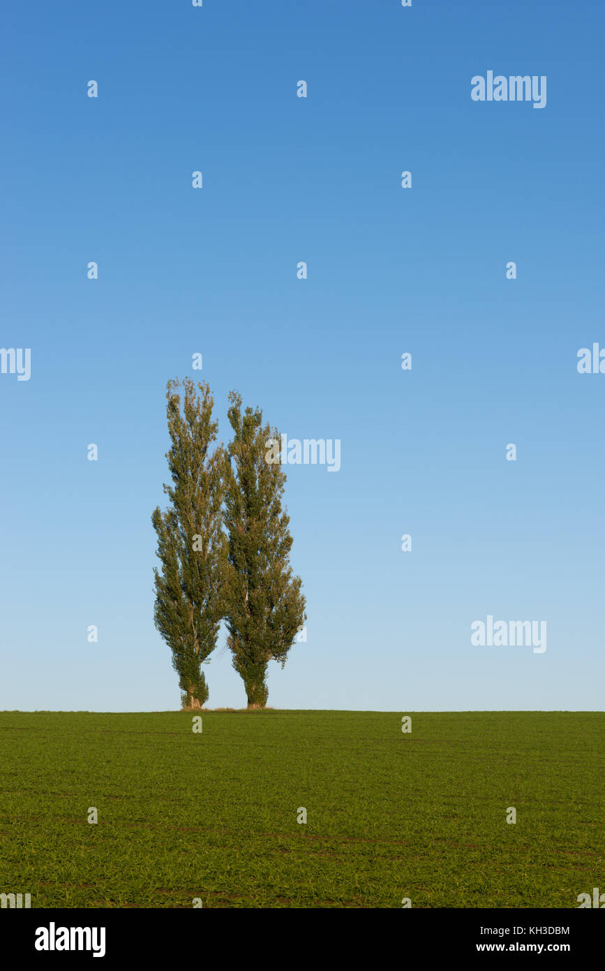 Tree biei hokkaido japan hi-res stock photography and images - Alamy