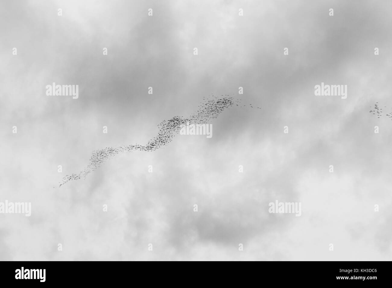 Flock of birds making a beautiful, sinuous shape in the sky Stock Photo ...