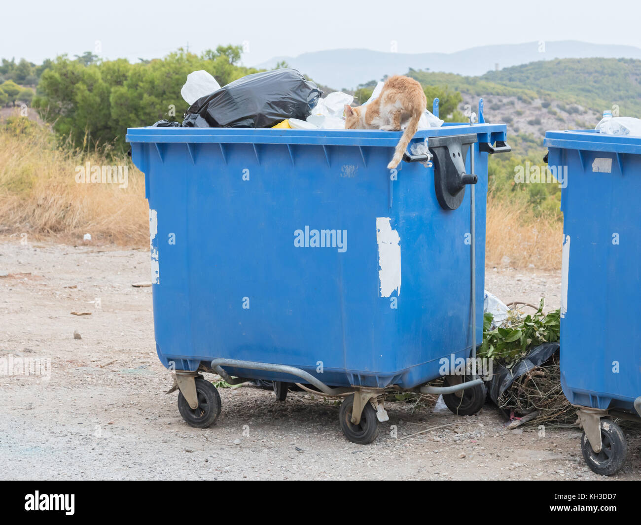 Garbage container in Greece - Cat scavenging for food Stock Photo - Alamy