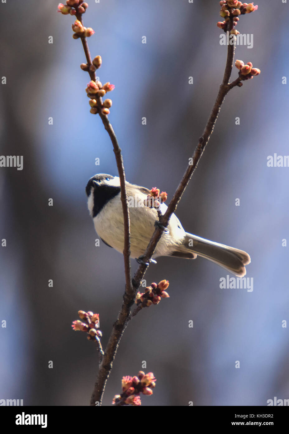 Budding tree hi-res stock photography and images - Alamy