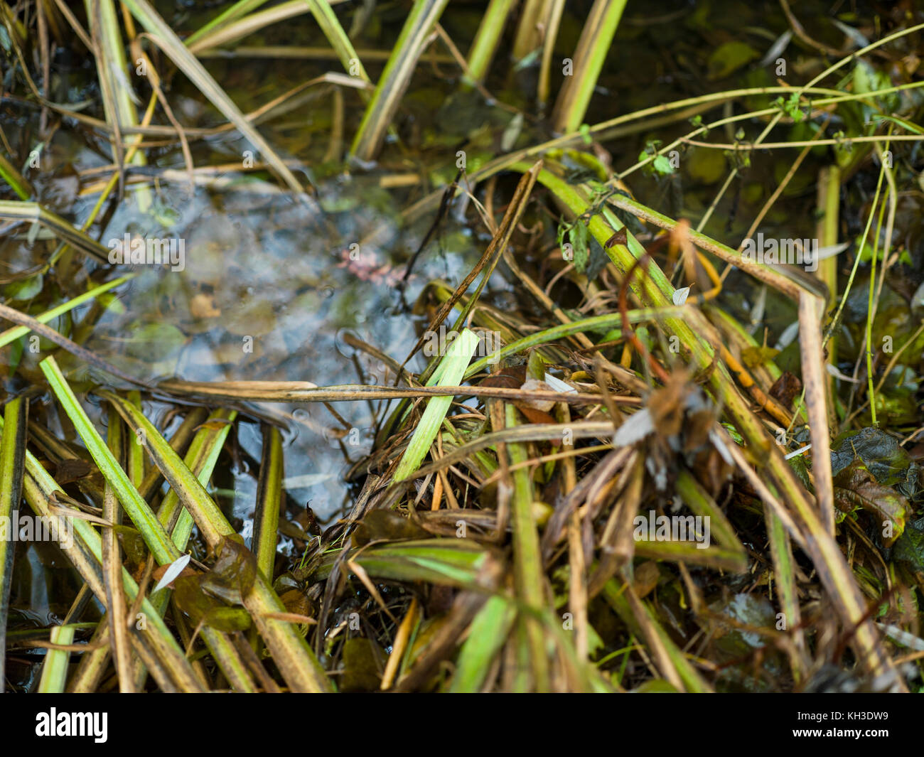 Green grass or plants close to water, shallow depth of field closeup ...