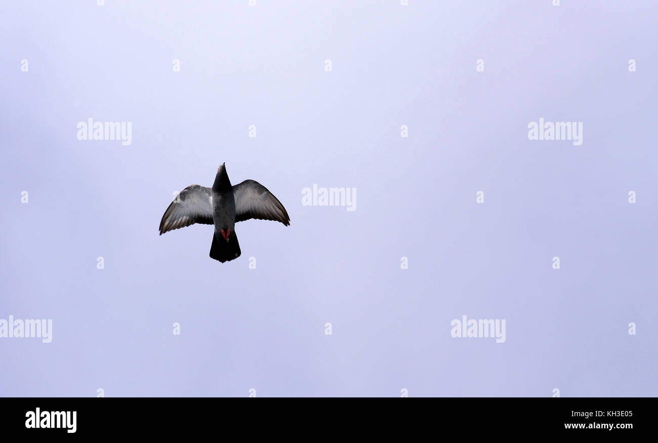 A single pigeon, dove from below, under in flight. Overcast background ...